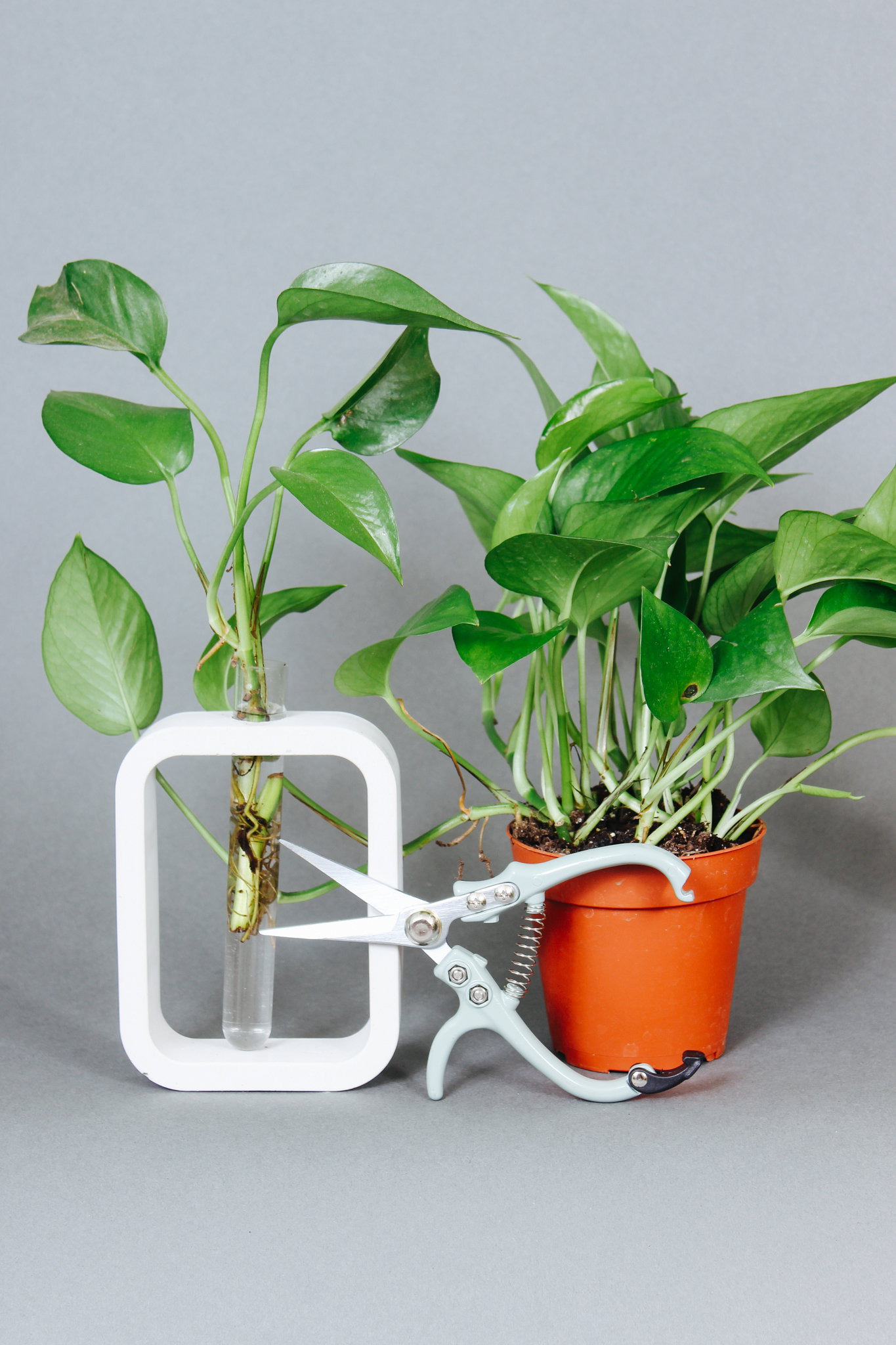 Grounded Plants: Level Up Your Plant Skills + Grow Your Collection At ...