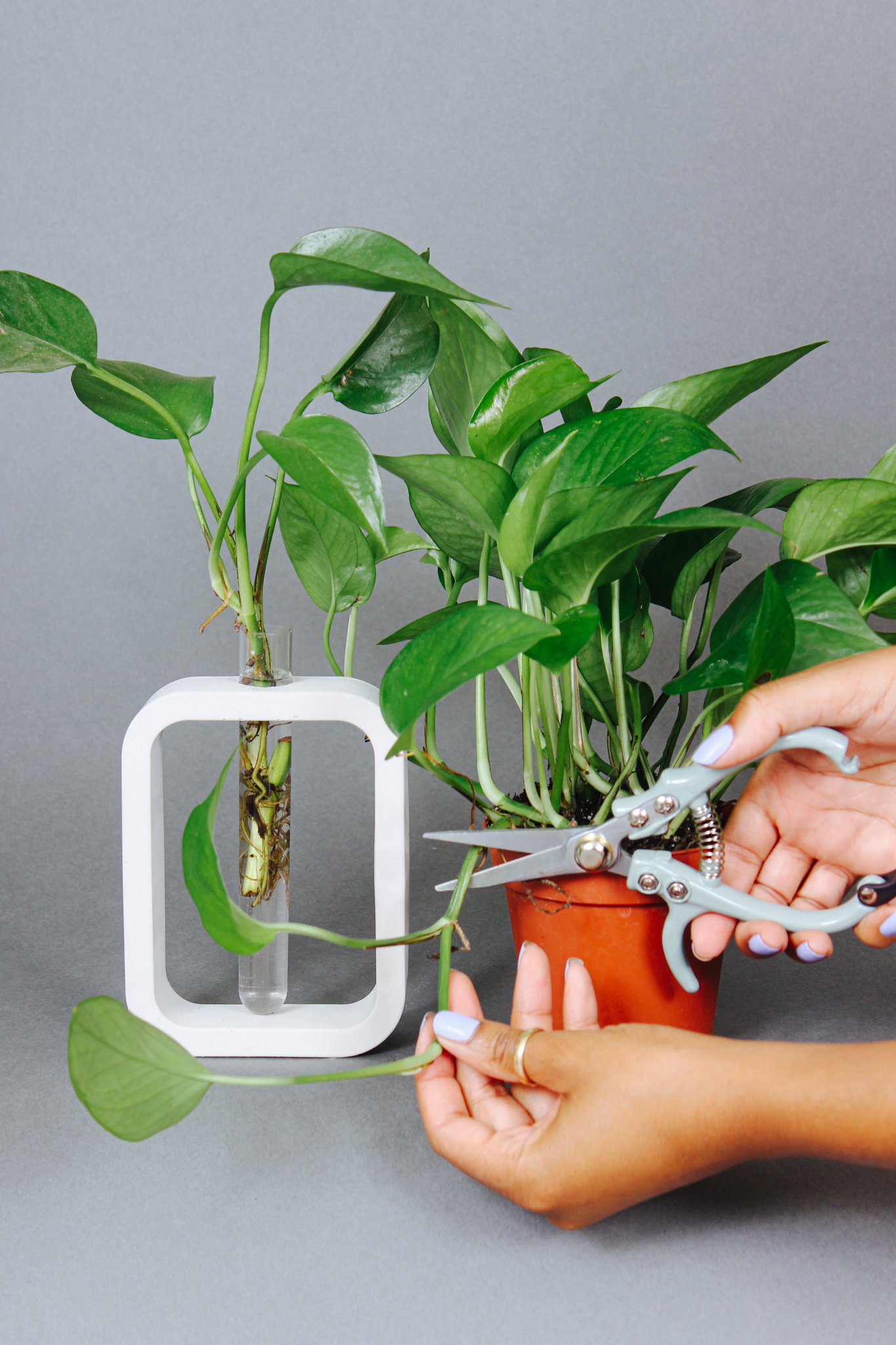 Grounded Plants: Level Up Your Plant Skills + Grow Your Collection At ...