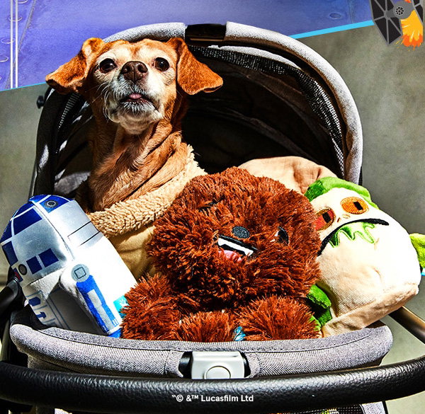 BarkBox: BACK FOR A LIMITED TIME: Your Pup’s Star Wars™ Box | Milled