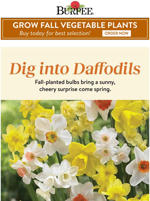 Burpee: Spring Daffodils, Right This Way | Milled