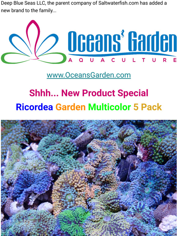 Salt Water Fish: 🐠 Shhh... Ricordea Garden Secret Sale @ Oceansgarden ...