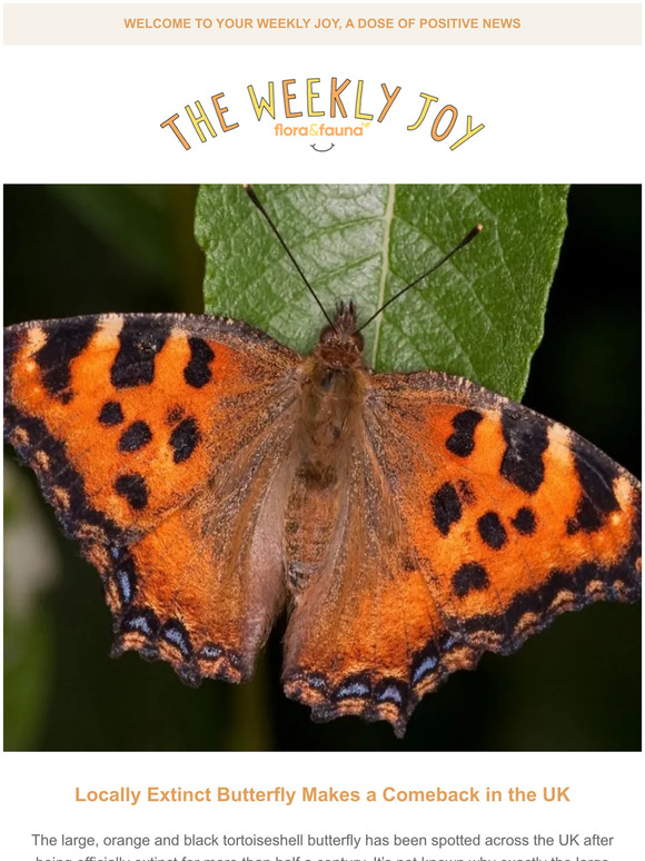Flora and Fauna: Extinct Butterfly Makes a Comeback in the UK! 🦋 | Milled