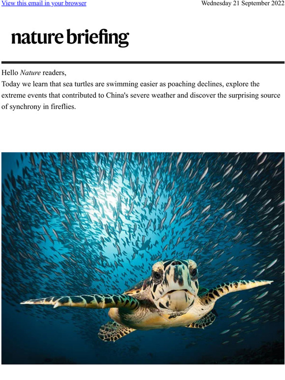 Nature: Sea-turtle poaching is dropping sharply | Milled
