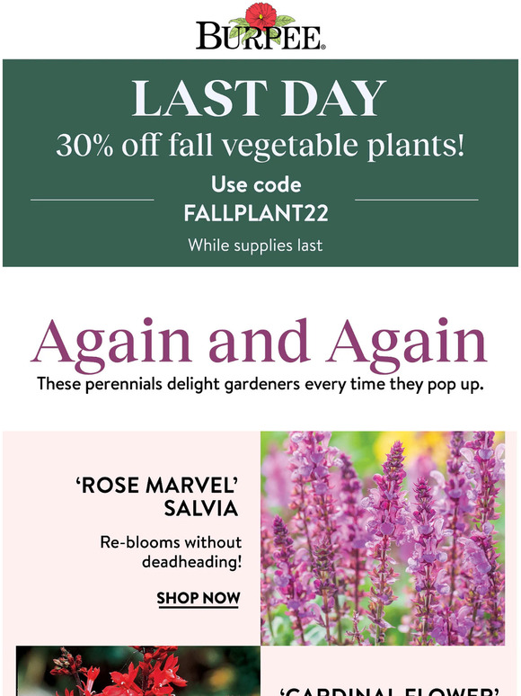 Burpee: Fall In Love With These Perennial Favorites | Milled