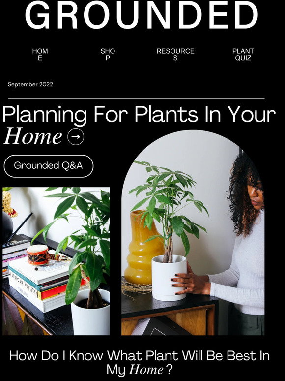 Grounded Plants: Our Most Frequently Asked Houseplant Questions 🌱 | Milled