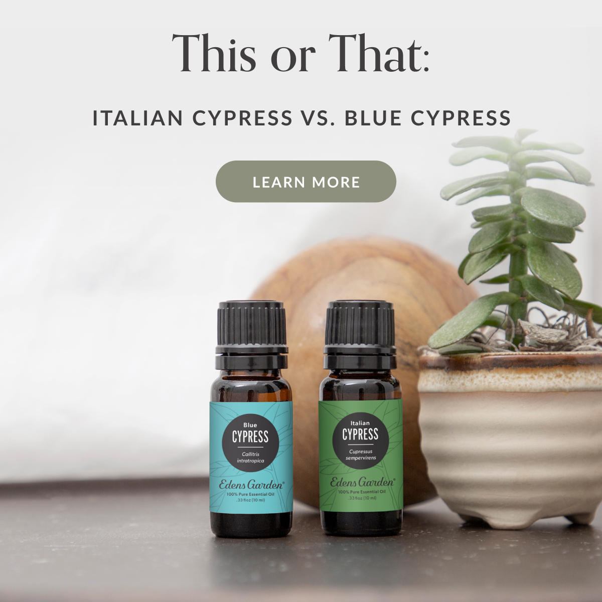 Edens Garden: What’s the Difference Between Italian Cypress & Blue ...