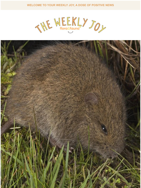 Flora and Fauna: This Cute Broad-Toothed Rat Is Making a Comeback! 🐀 ...