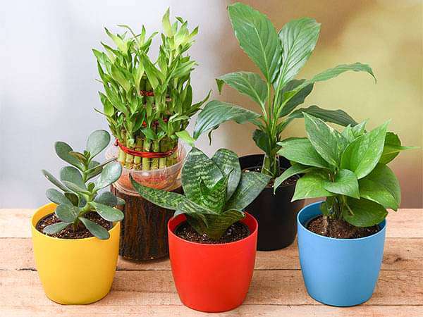 Nurserylive: 🌻 Top 10 Lucky Plants To Change Your Life, | Milled