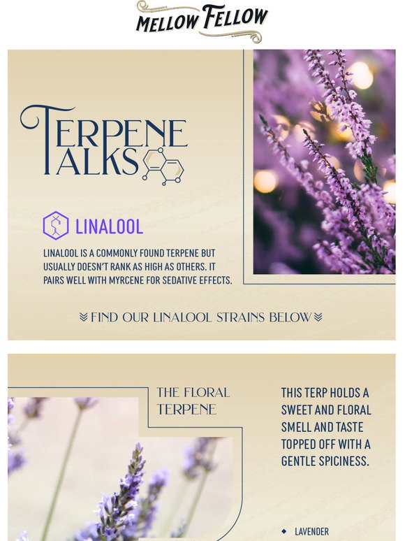 Mellow Fellow: Get to Know Linalool: the Floral Terpene | Milled