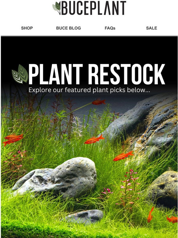 Buce Plant: Restocked: Aquatic Plants 🌱 (Including BASKETS of Buce ...
