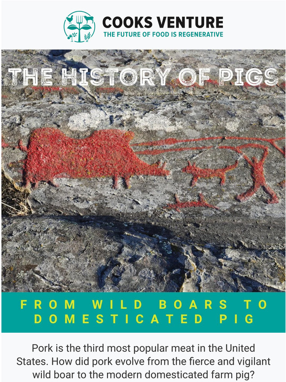 Cooks Venture: The History of Pigs | Milled