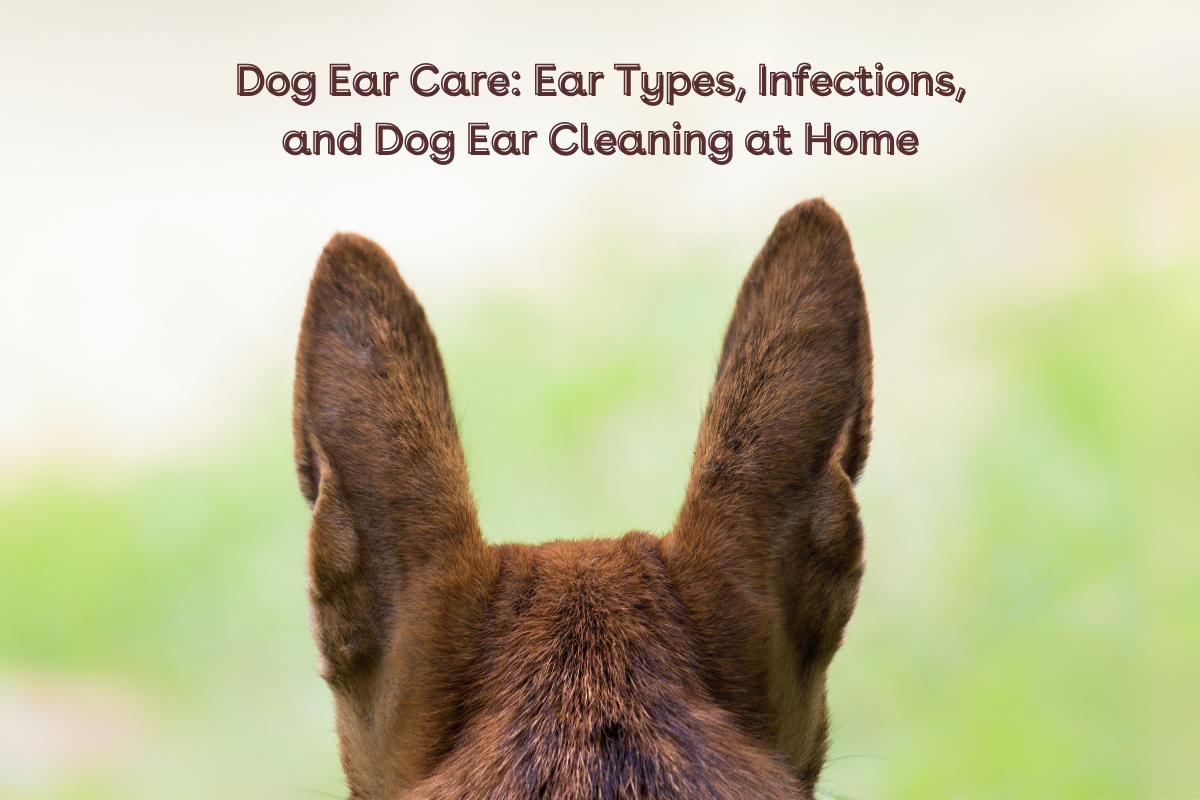 Pupford LLC: [article] Dog Ear Care: Ear Types, Infections, and Dog Ear ...