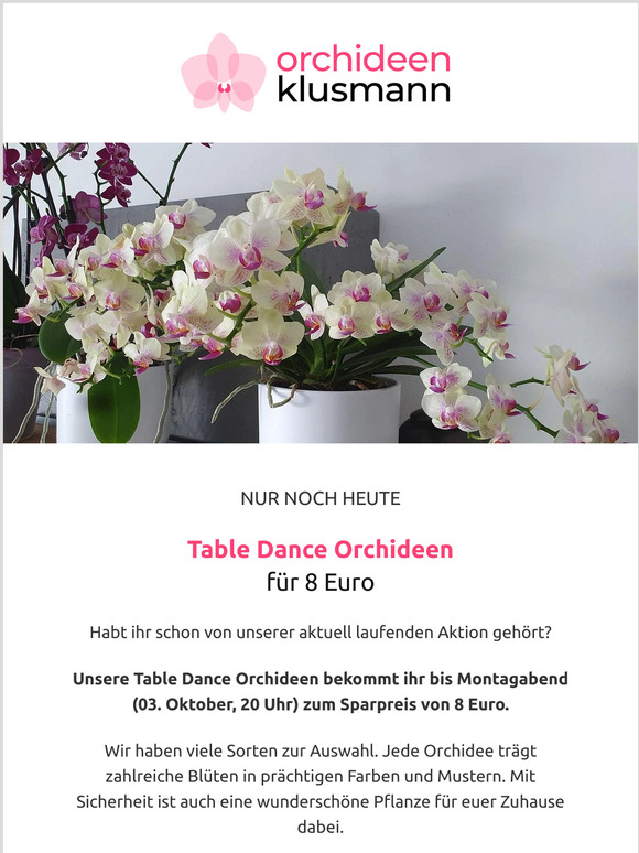 Orchideen Klusmann DE: 🌸 Nur noch heute: Table Dance Orchideen zum Sparpreis | Milled