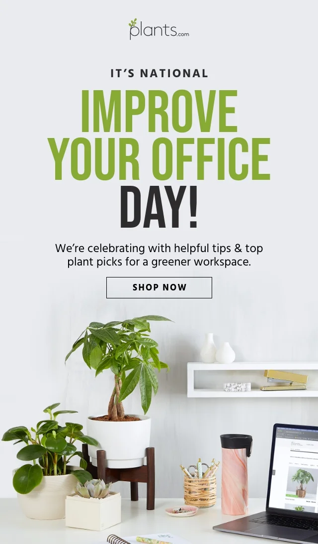 plants.com: It's National Improve Your Office Day! | Milled