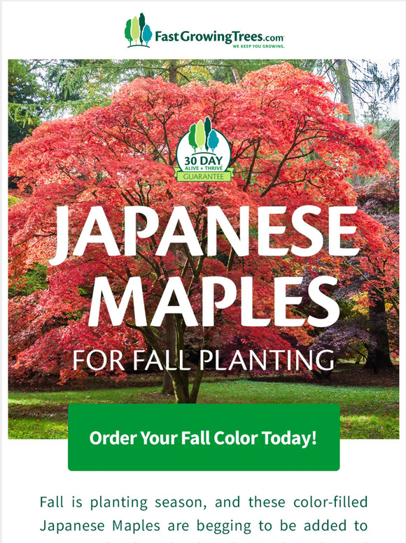 Fast Growing Trees: Japanese Maples: In Season Now for Your Area | Milled