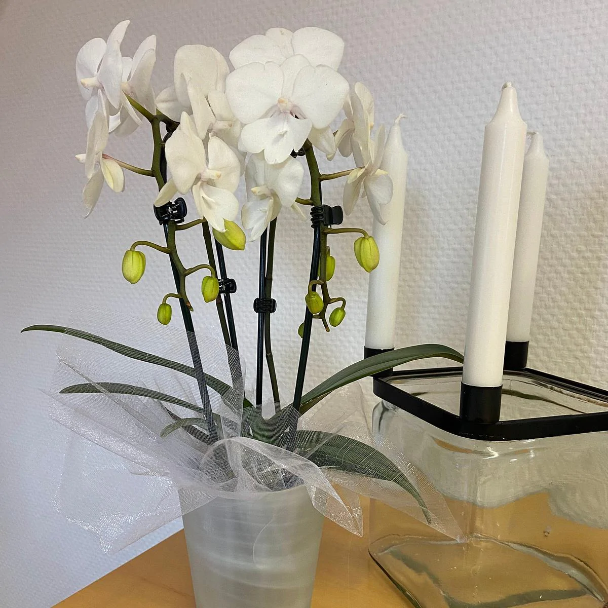 Orchideen Klusmann DE: 🌸 Tolle Orchideen zum Sparpreis | Milled