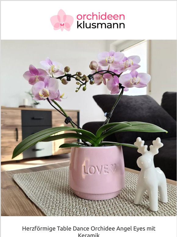 Orchideen Klusmann DE: 🌸 Tolle Orchideen zum Sparpreis | Milled