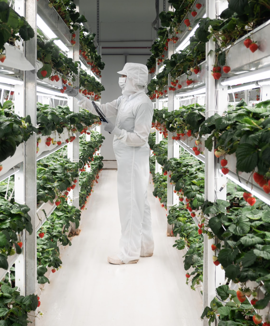 Oishii: Look Inside the World's Largest Indoor Vertical Strawberry Farm ...