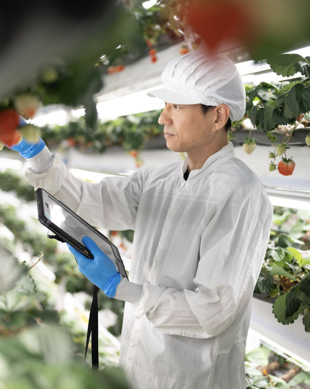 Oishii: Look Inside the World's Largest Indoor Vertical Strawberry Farm ...