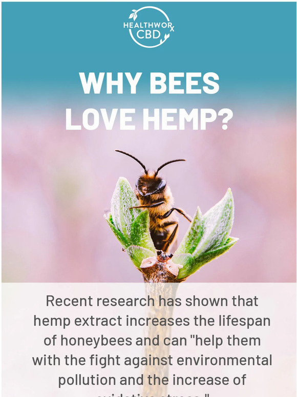 Healthworx: 🐝 Why do bees love weed? | Milled