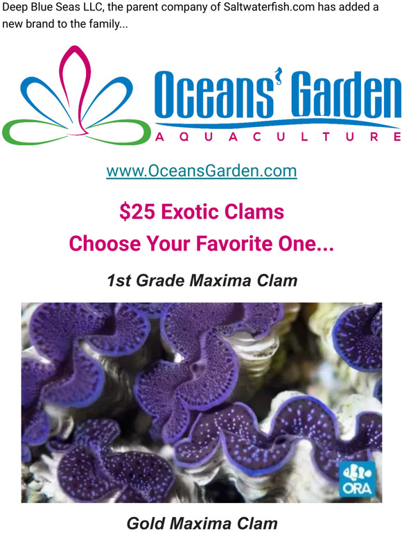 Salt Water Fish: 🐠 $25 Exotic Clams! Gold or First Grade @ Oceansgarden ...
