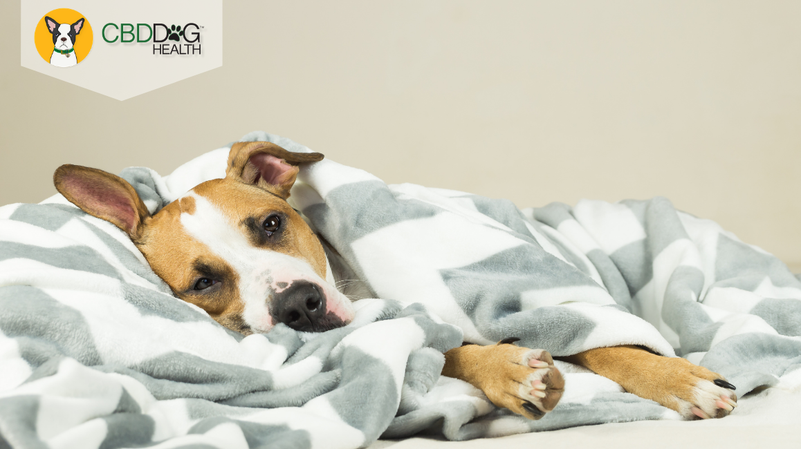 CBD Dog Health: Have you ever heard of Collapsed Trachea in dogs? | Milled