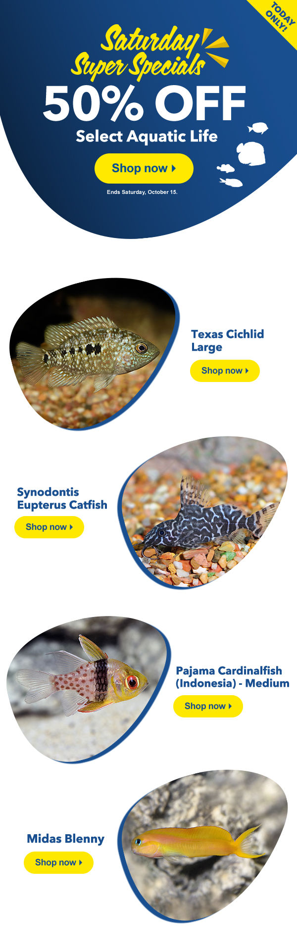 LiveAquaria: See which popular fish are in today’s Saturday Half Off ...