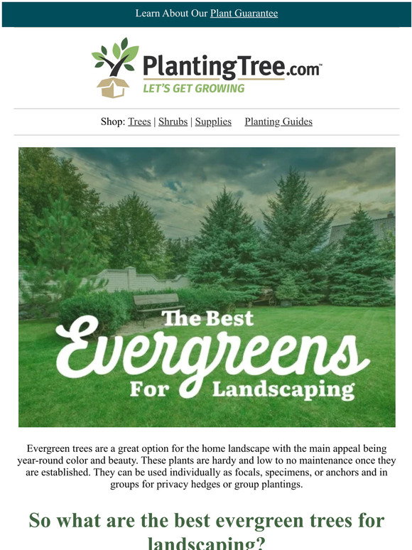 PlantingTree: 🏞️ Evergreen Trees for Color All Season | Milled