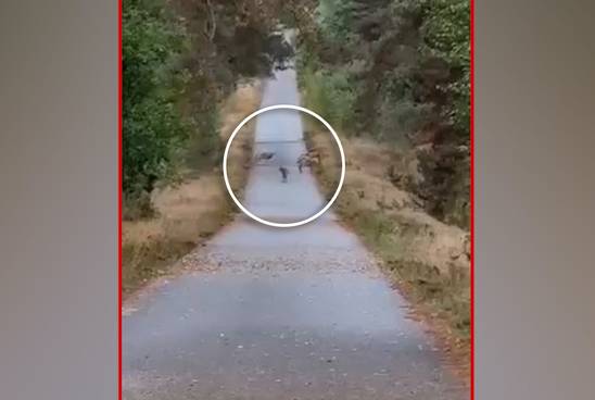 De Stentor Timo 19 Uit Vaassen Staat Ineens Oog In Oog Met Een