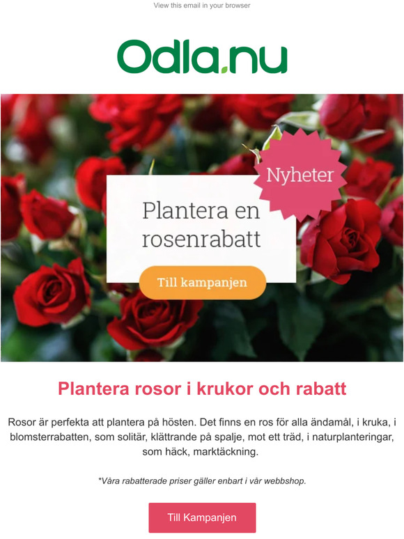 Odla.nu: Plantera rosor i rabatt och i kruka | Milled