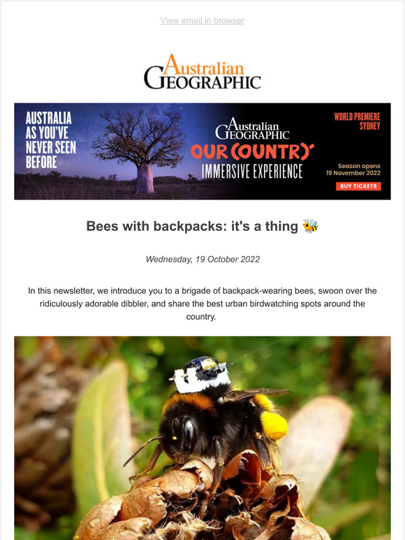 Australian Geographic: Bees with backpacks? Yep, it's a thing 🐝 | Milled