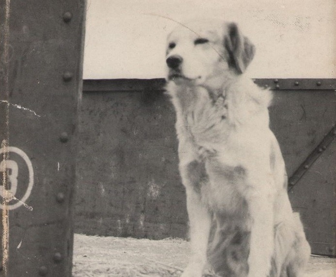 Jack's Flight Club: The tale of Lampo, the railway dog 🐕 | Milled