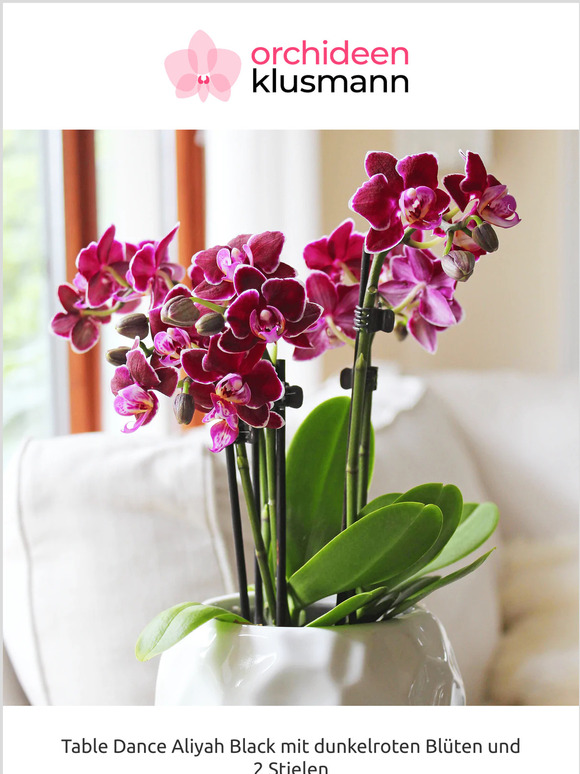 Orchideen Klusmann: 🌸 Unsere dunkelsten Table Dance Orchideen | Milled