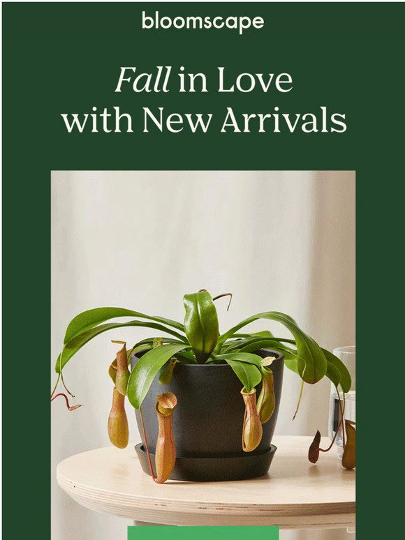 Bloomscape: NEW Plants for Fall | Milled