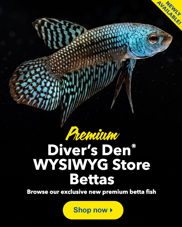 LiveAquaria: Browse our inventory of NEWLY AVAILABLE premium Betta fish ...