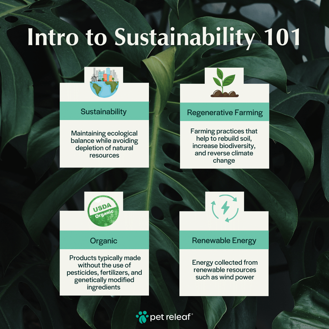 Pet Releaf: Intro to Sustainability 101 🌳 | Milled