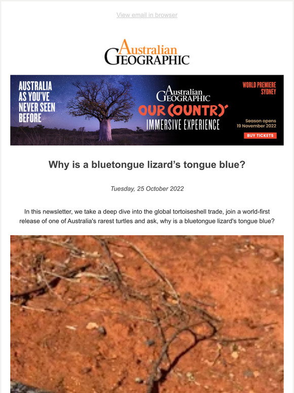 Australian Geographic: Why is a bluetongue lizard's tongue blue? 🦎 | Milled