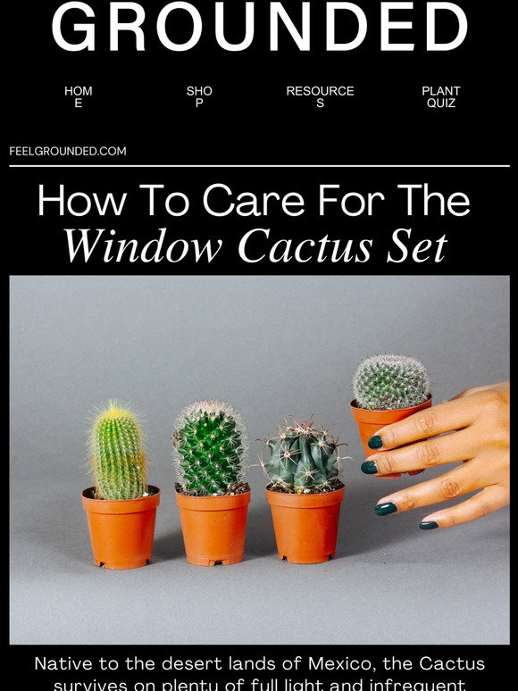 Grounded Plants: Everything You Need To Know About Cactus! | Milled