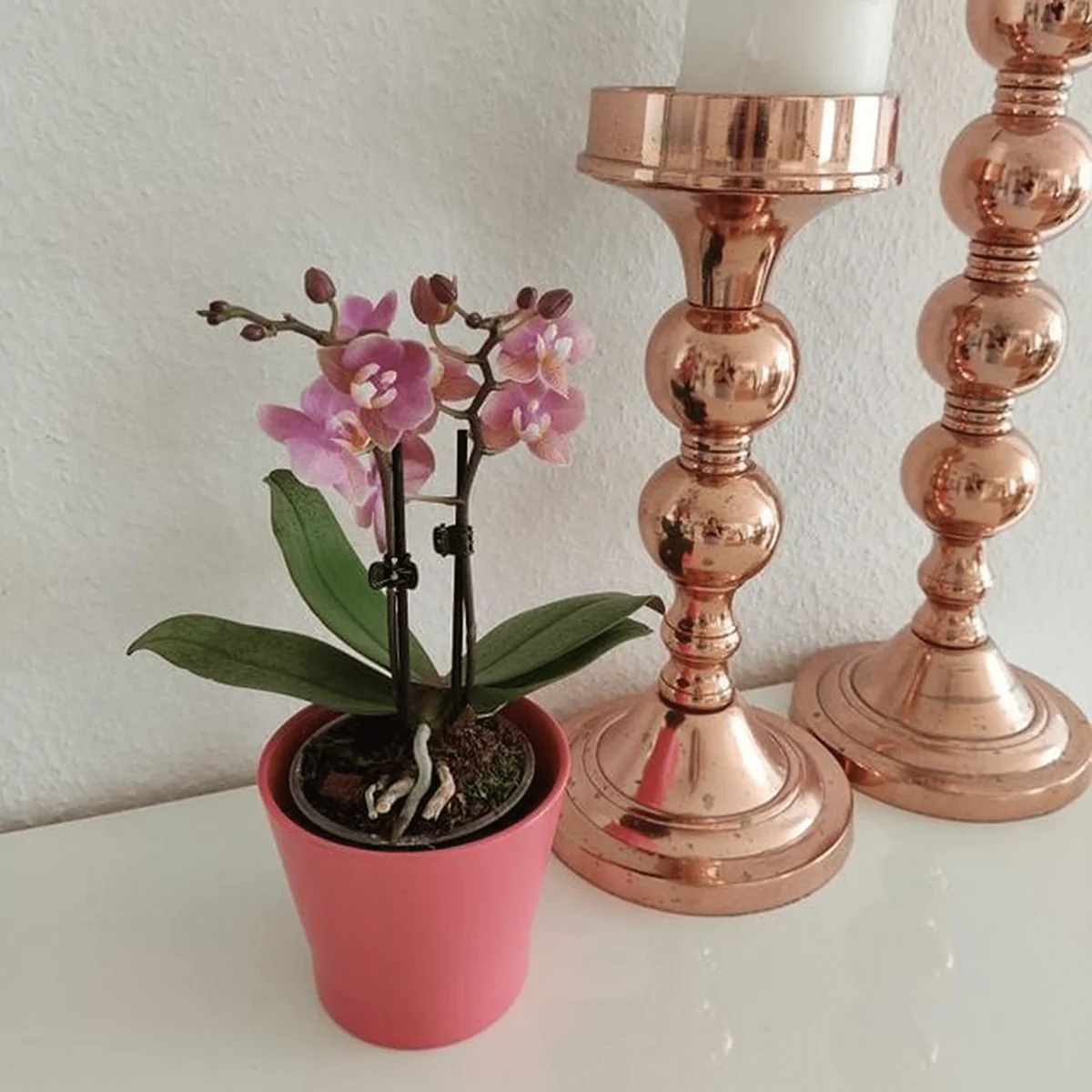 Orchideen Klusmann DE: 💕 Riech mal! Entdecke unsere Duftorchideen | Milled