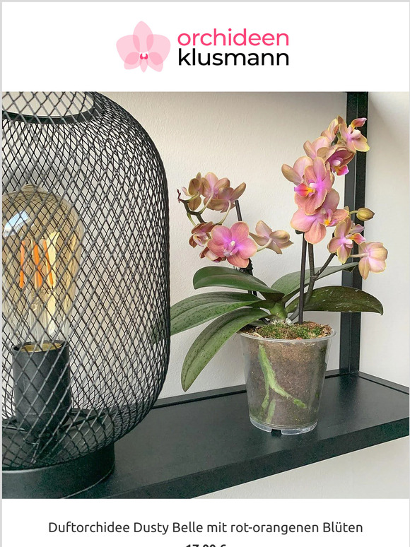 Orchideen Klusmann DE: 💕 Riech mal! Entdecke unsere Duftorchideen | Milled