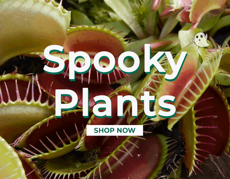 Gardeners Dream: Discover our spooky plants 🎃 | Milled