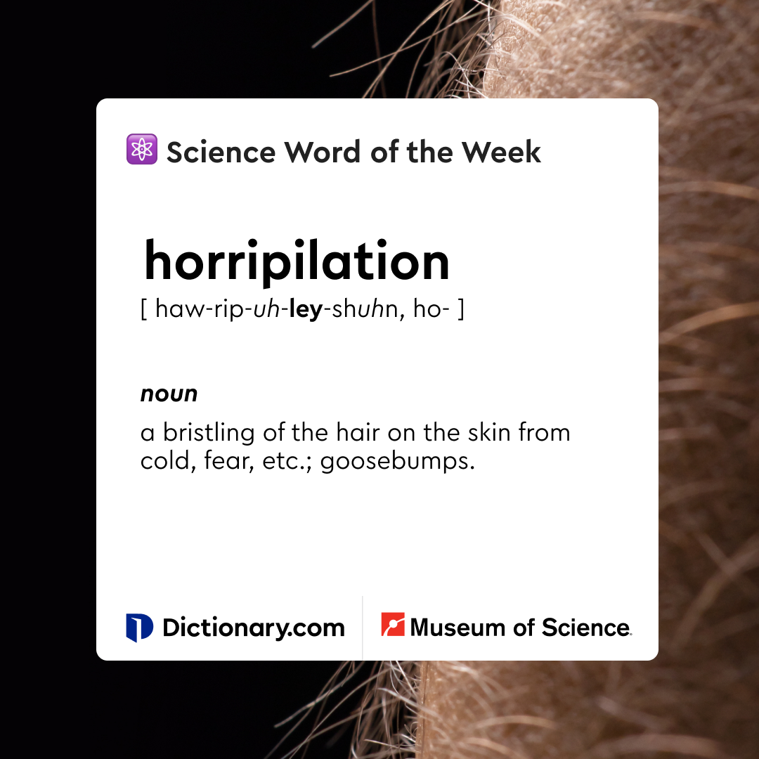 Dictionary.com: horripilation | Science Word Of The Week | Milled