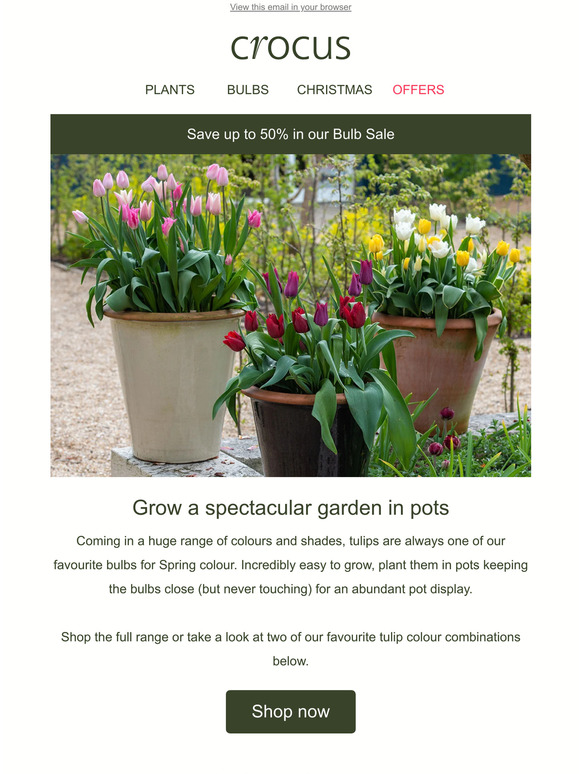 Crocus: Grow a spectacular garden in pots | Milled