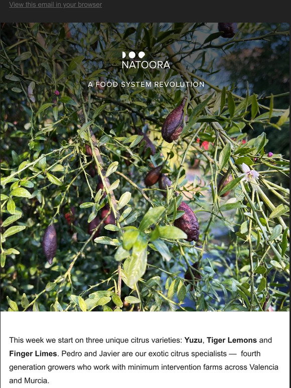 Natoora: Citrus Season is Ramping Up | Milled