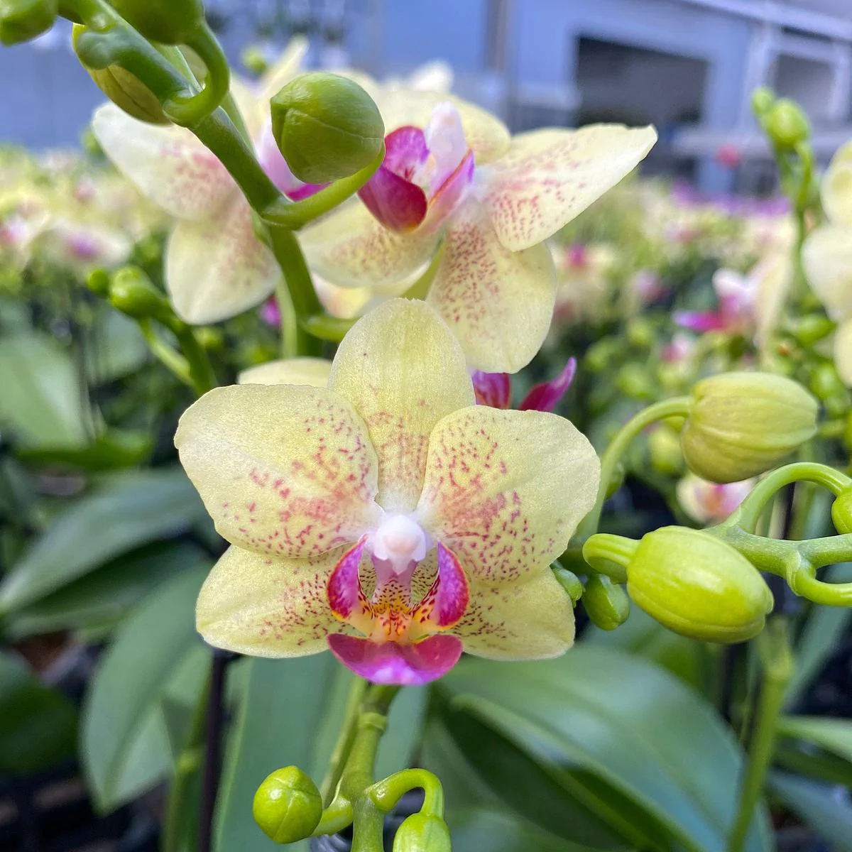 Orchideen Klusmann: 🌸 Viele Table Dance Orchideen für 10€ | Milled