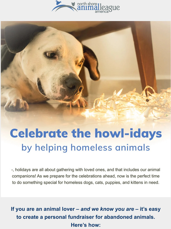 North Shore Animal League: 4 easy ways to help an animal in need | Milled