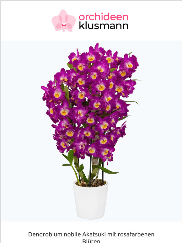 Orchideen Klusmann DE: Neu bei Klusmann 🌸 Dendrobium nobile Akatsuki | Milled