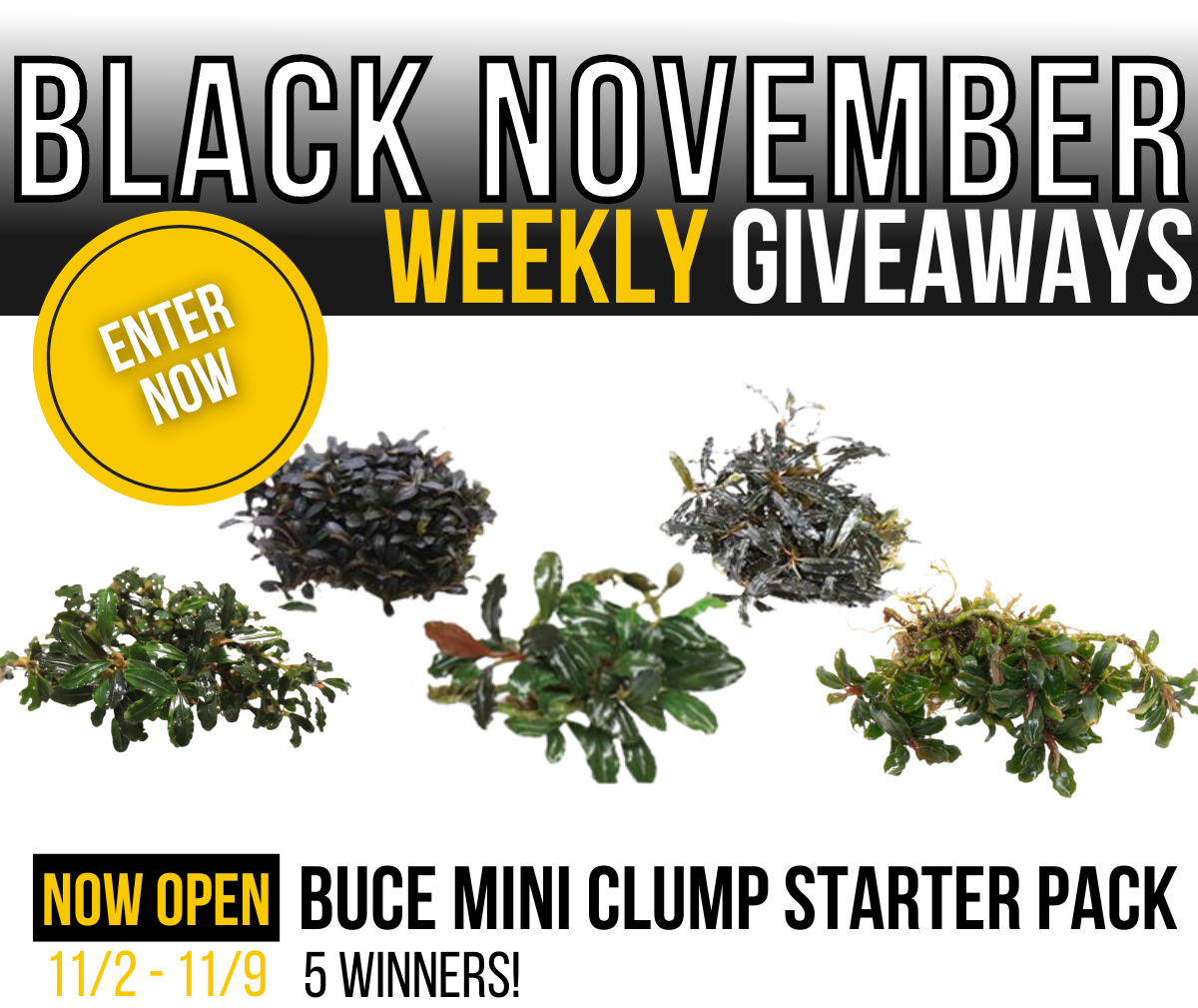 Buce Plant: Buce Friday came early 🌱 Save up to 40% + Win some buce ...