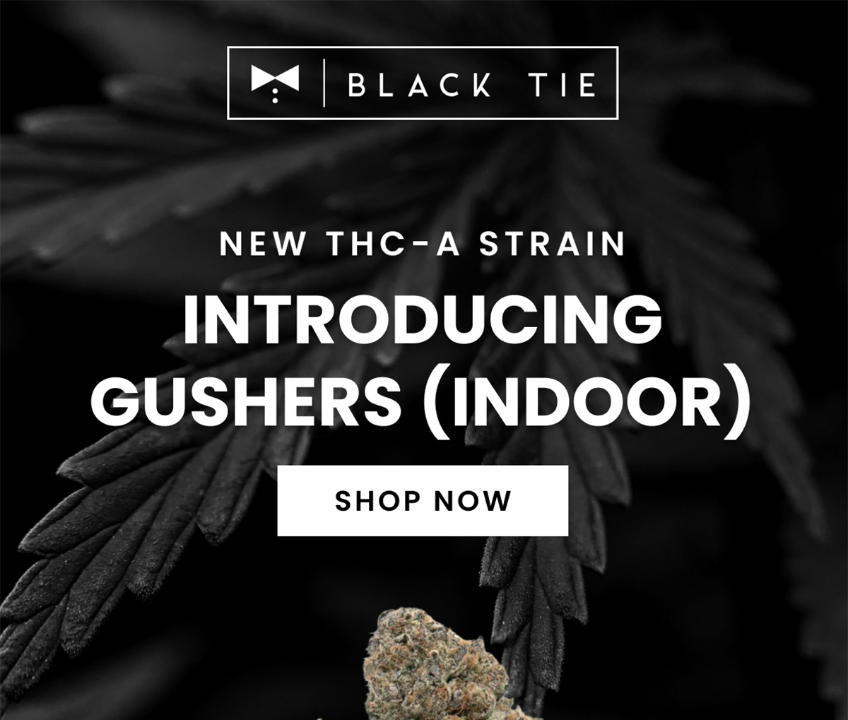 Black Tie CBD (US): NEW! Gushers (INDOOR) THC-A Hemp Flower | Milled