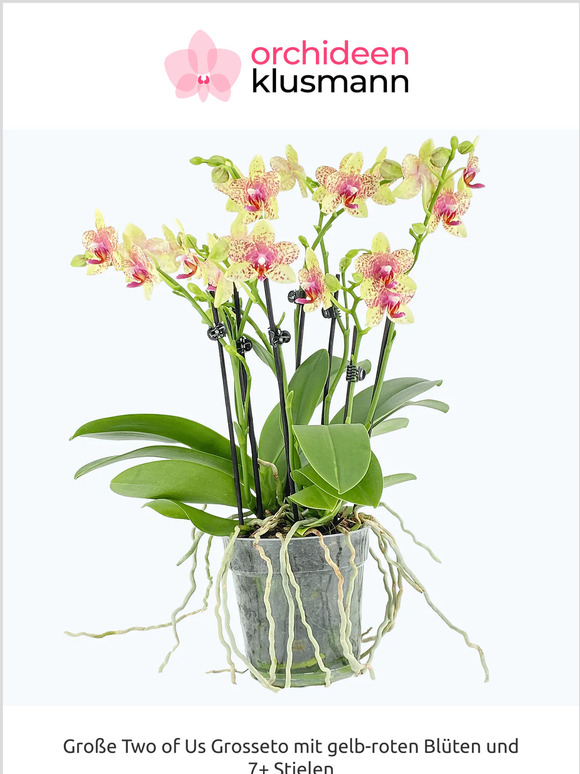 Orchideen Klusmann DE: 🌸 Neu im Shop: Two of Us Grosseto & Dendrobium nobile Apollon | Milled